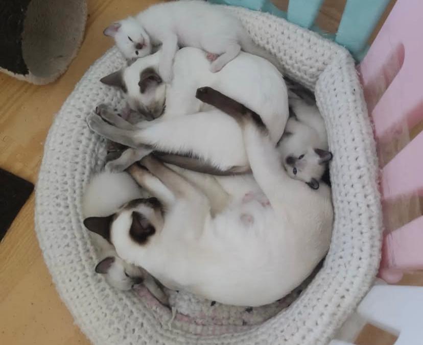 Thai Traditional Siamese Cats Home - Traditional Siamese Cat